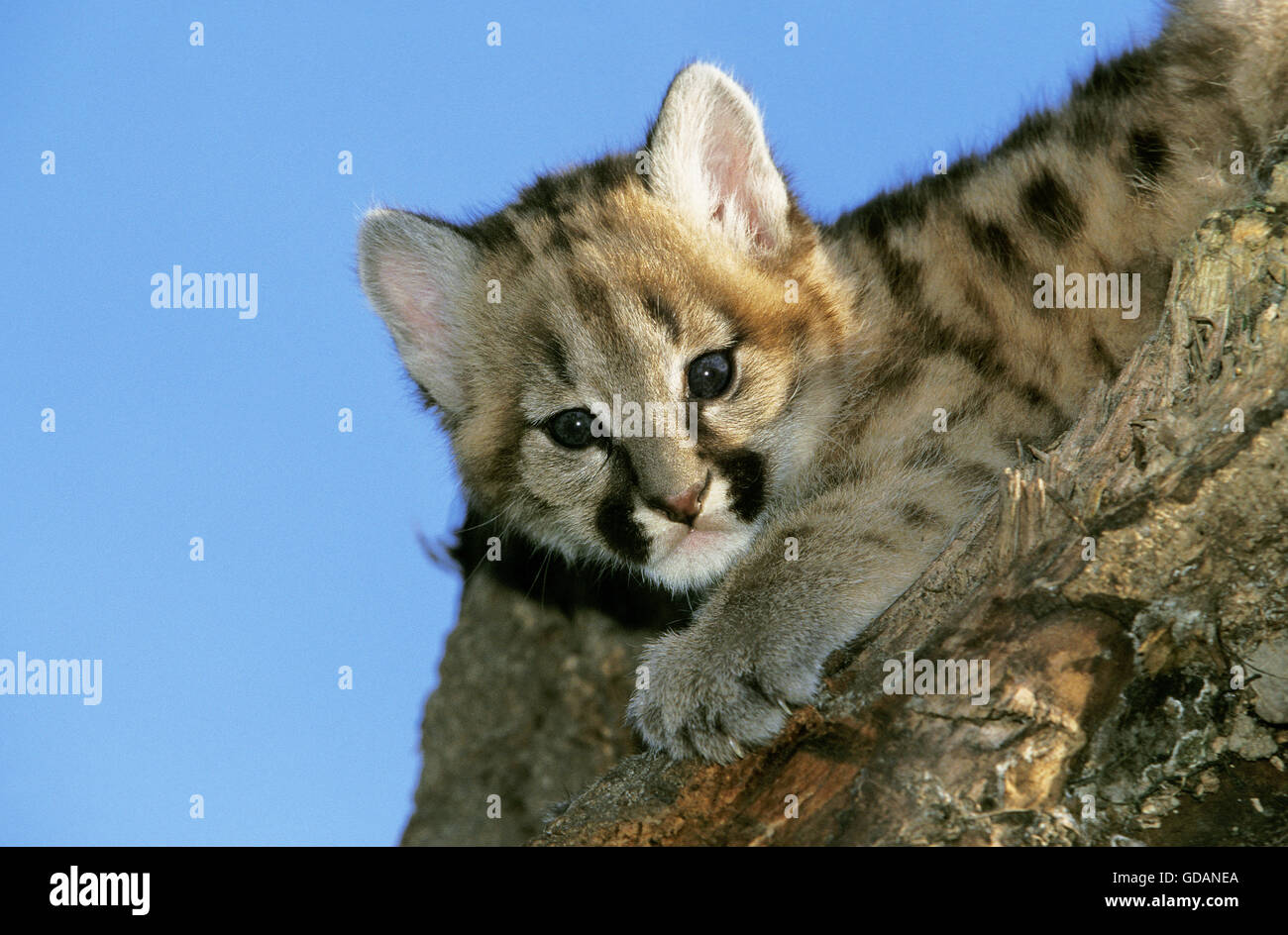 Cougar felis concolor juvenile hi-res stock photography and images - Alamy
