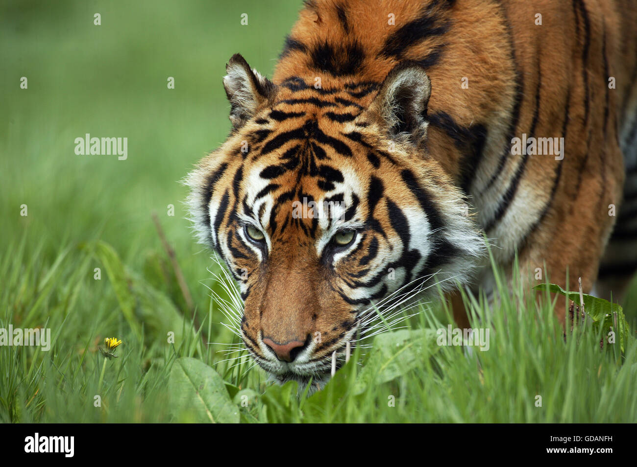 Tiger smelling hi-res stock photography and images - Alamy
