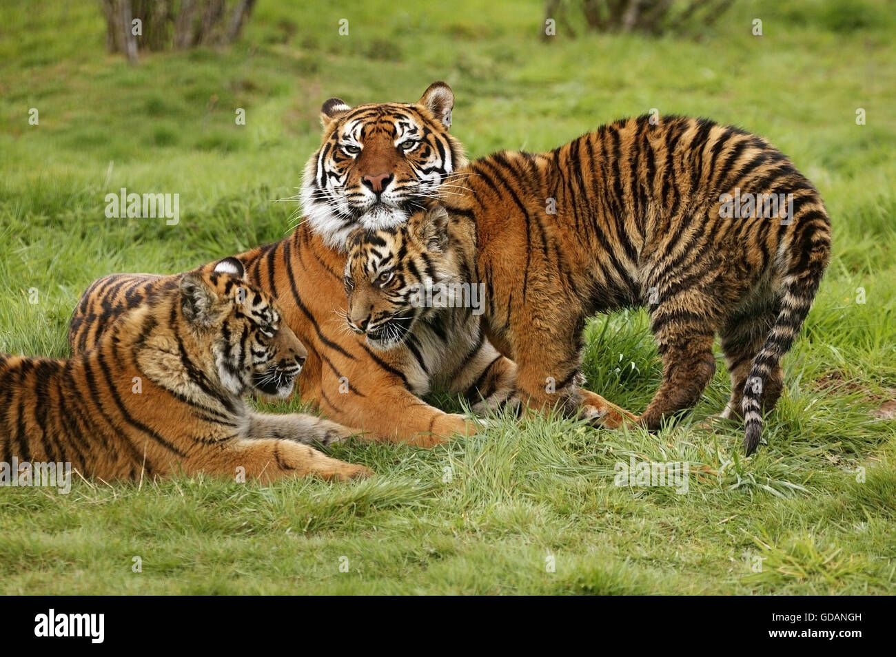 SUMATRAN TIGER panthera tigris sumatrae, FEMALE WITH CUB Stock Photo ...