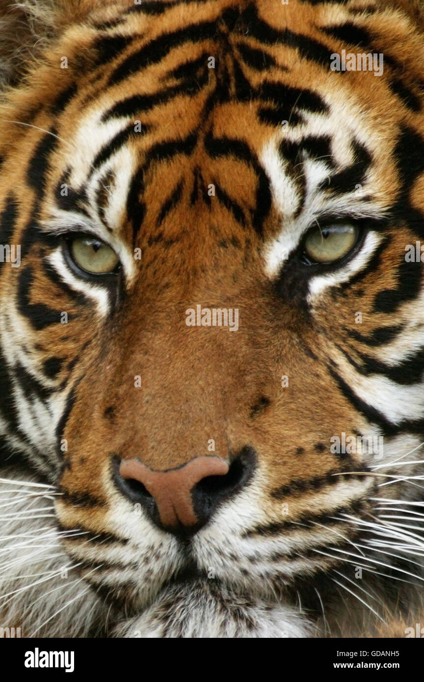 Sumatran tiger face tigers hi-res stock photography and images - Alamy