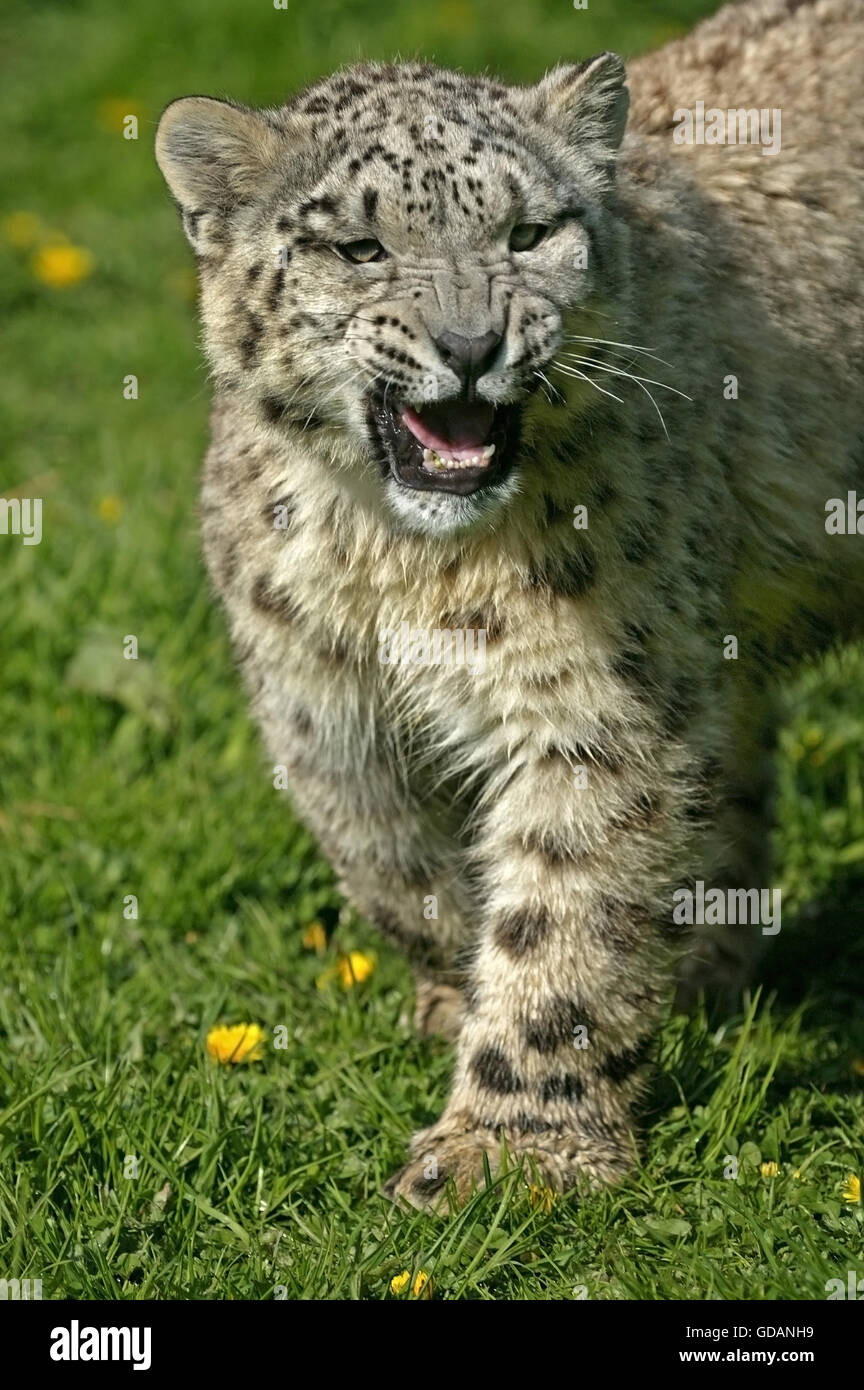 Snow leopard snarling hi-res stock photography and images - Alamy
