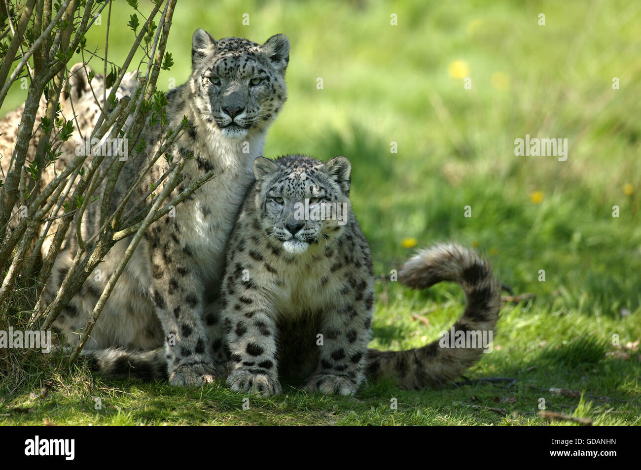 SNOW LEOPARD OR OUNCE uncia uncia, MOTHER WITH CUB Stock Photo - Alamy