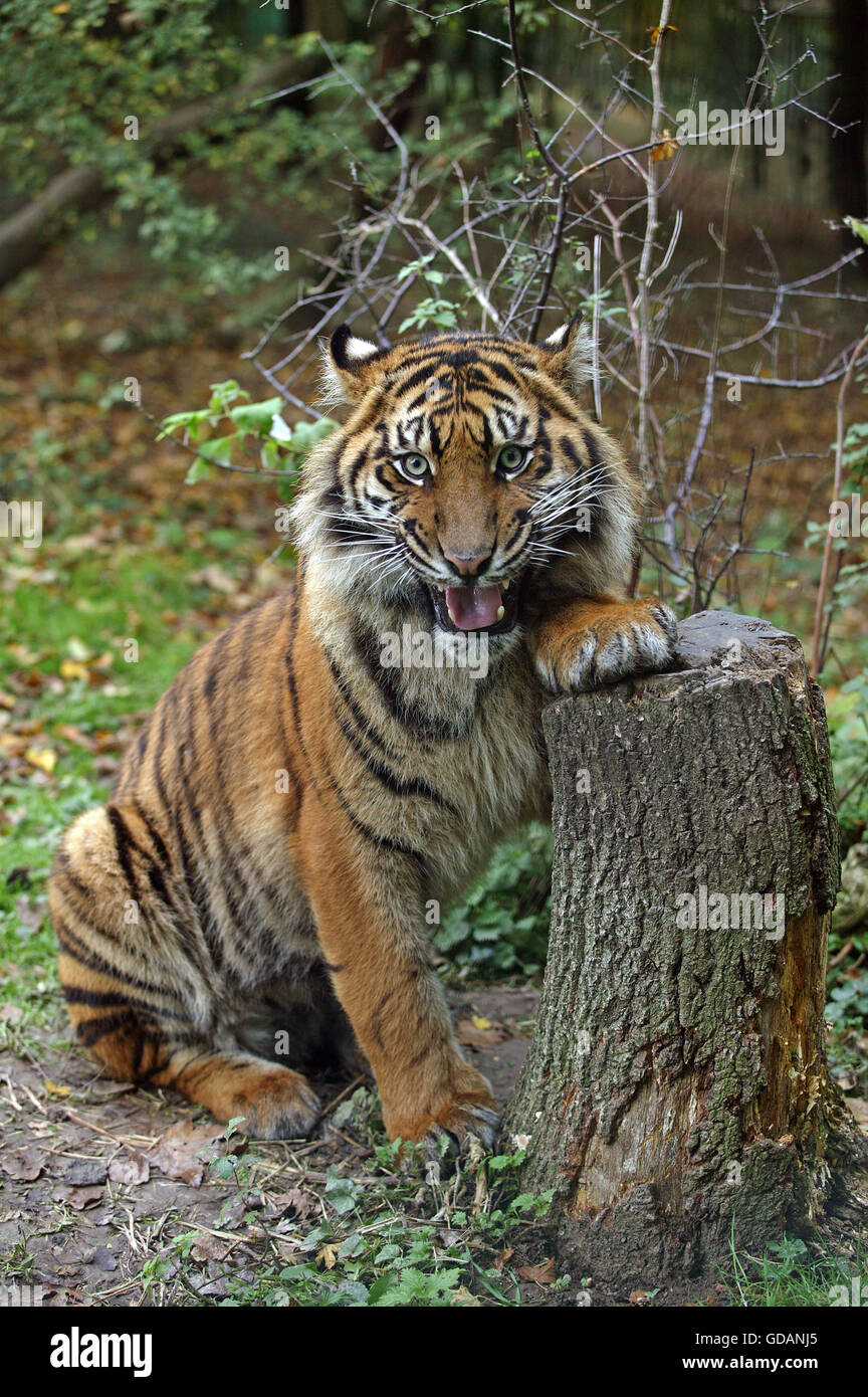 Hissing tiger hi-res stock photography and images - Alamy