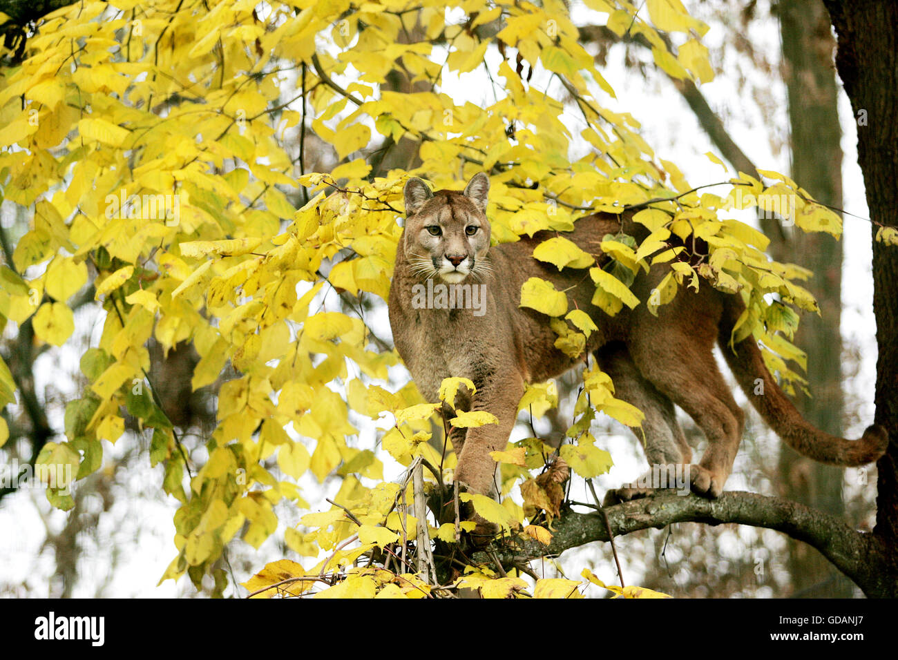 Cougar, puma concolor, Adult in Tree Stock Photo - Alamy