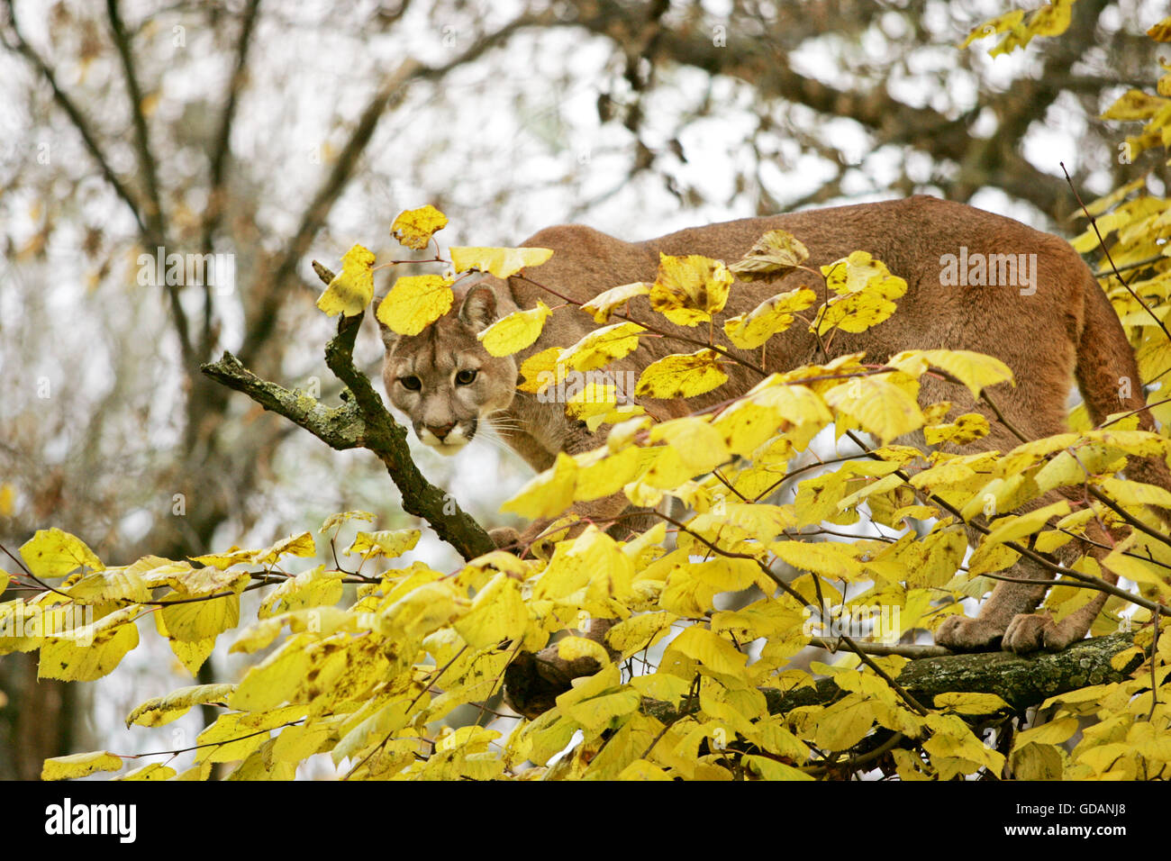 Cougar, puma concolor, Adult in Tree Stock Photo - Alamy