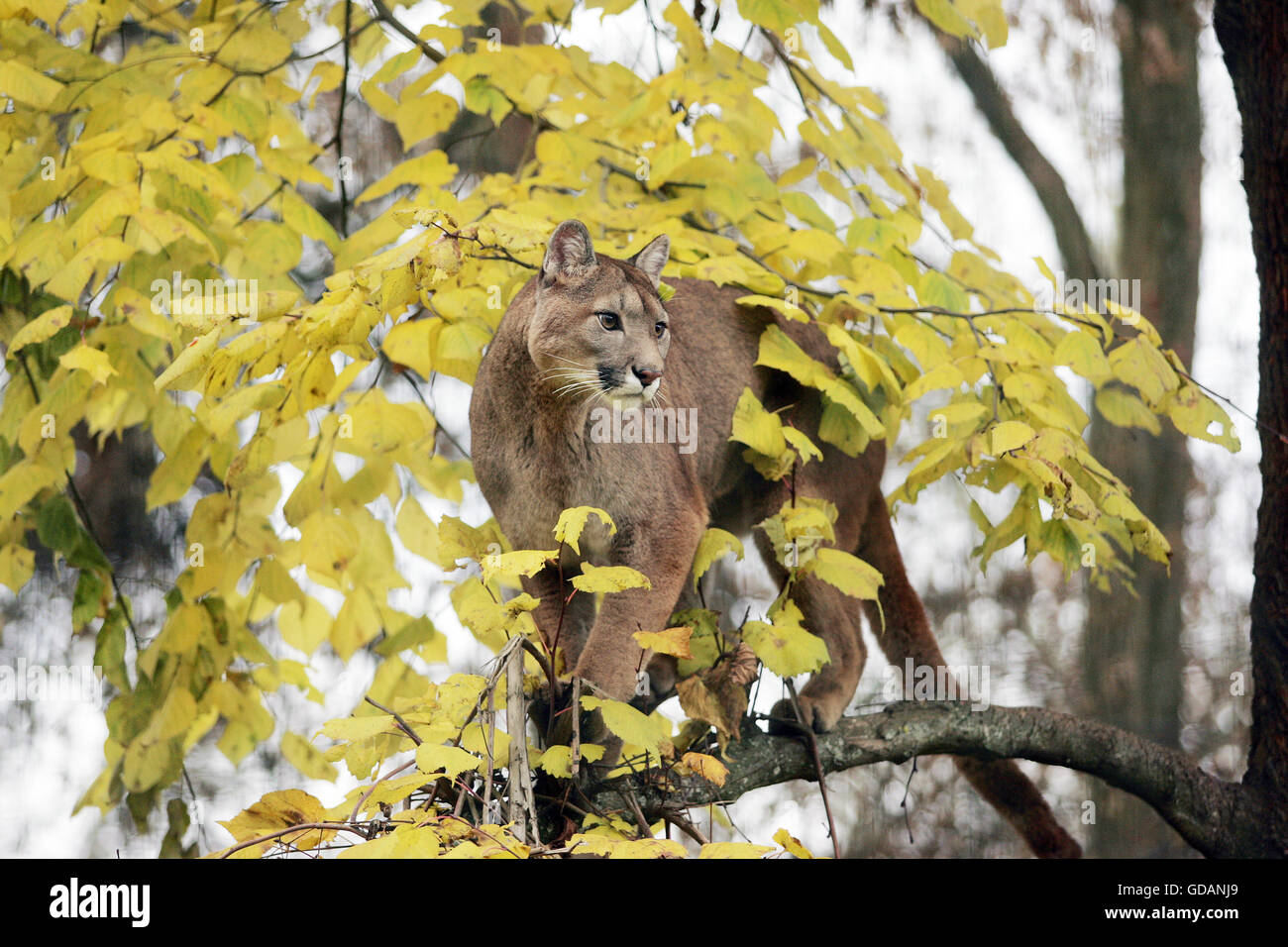 Cougar, puma concolor, Adult in Tree Stock Photo - Alamy