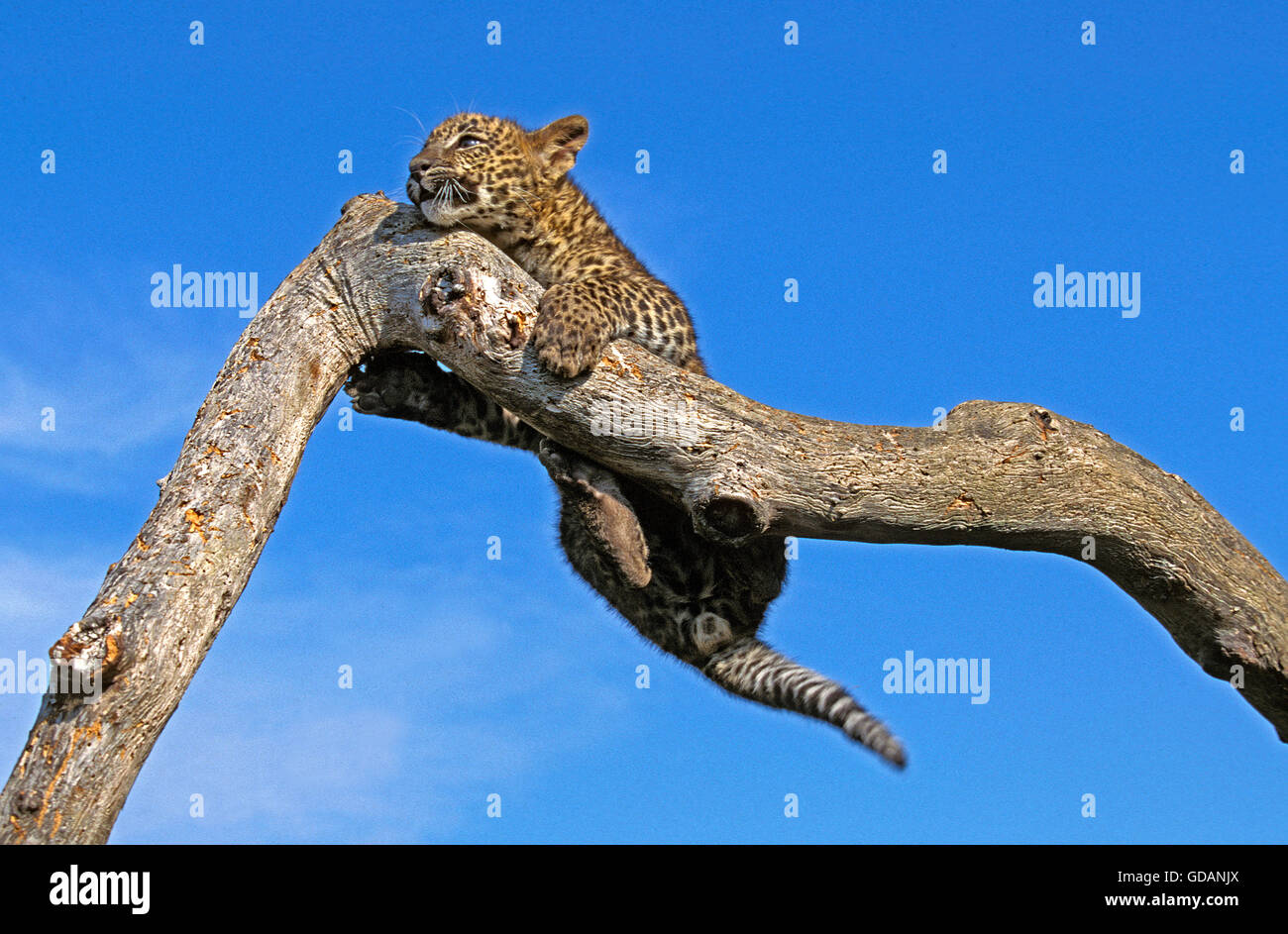 LEOPARD panthera pardus, CUB PLAYING ON BRANCH Stock Photo - Alamy