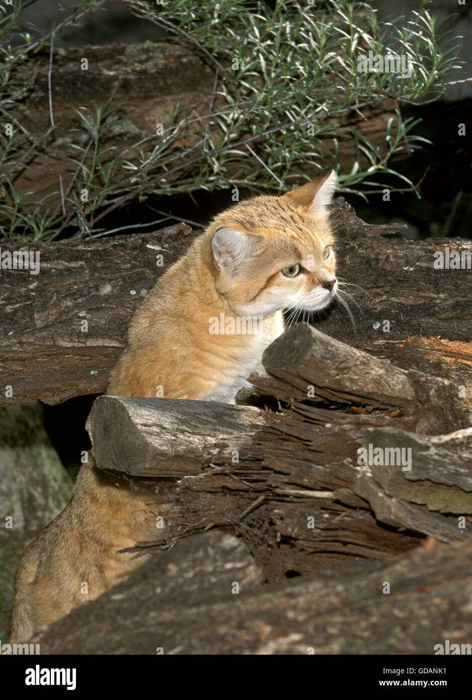SAND CAT felis margarita , ADULT Stock Photo - Alamy