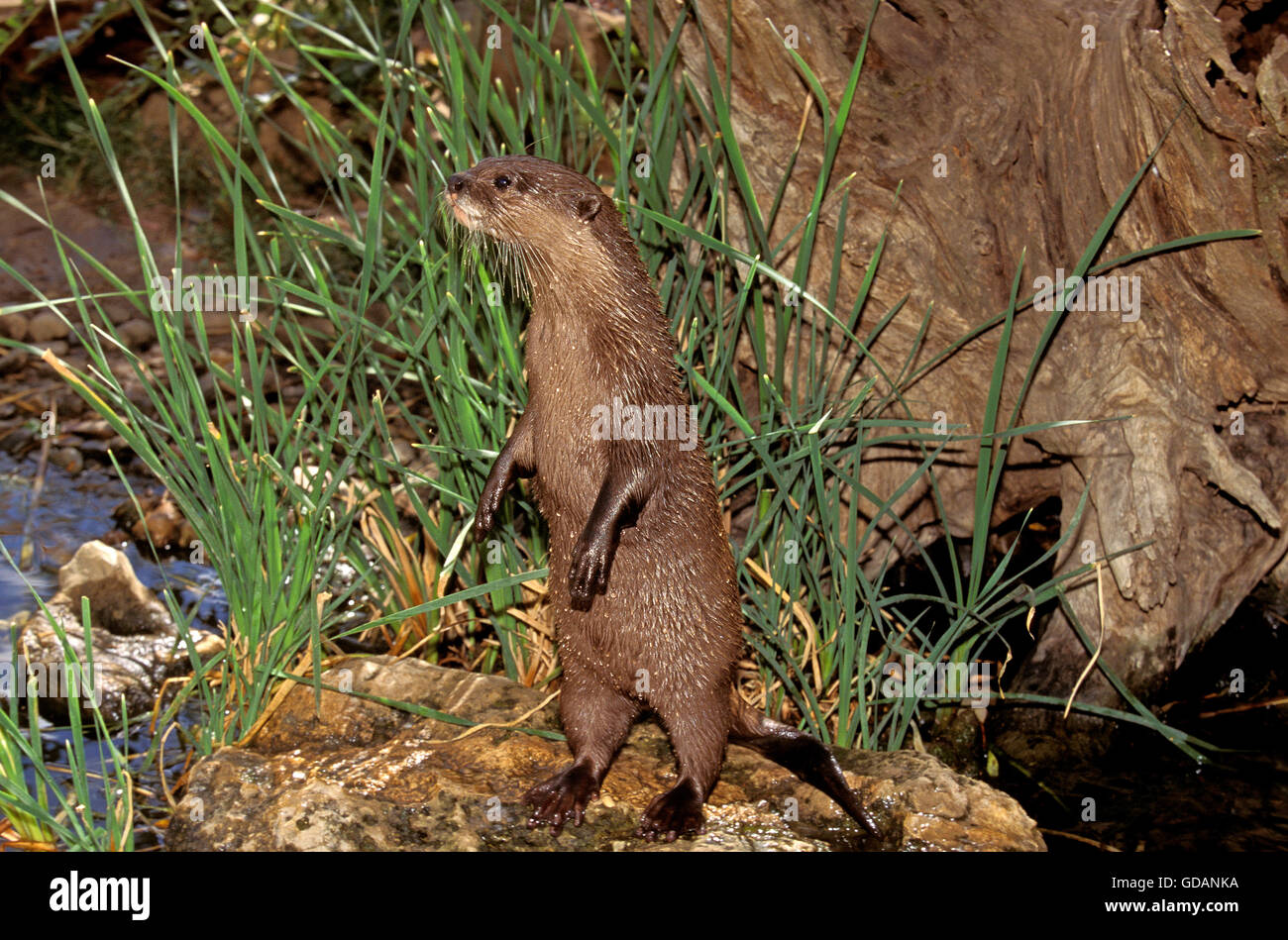 SHORT CLAWED OTTER aonyx cinerea, ADULT ON HIND LEGS, LOOKING AROUND ...