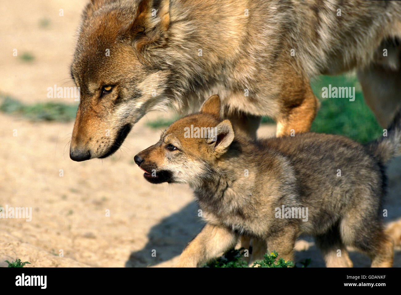 EUROPEAN WOLF canis lupus, FEMALE WITH PUP Stock Photo - Alamy