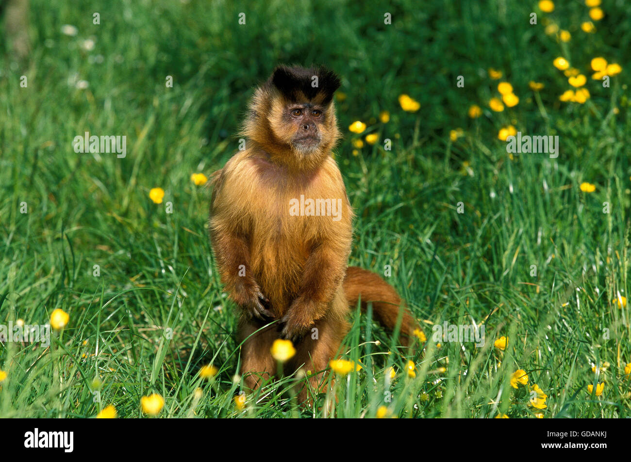 BLACK CAPPED CAPUCHIN cebus apella, MALE ON HIND LEGS, LOOKING AROUND ...