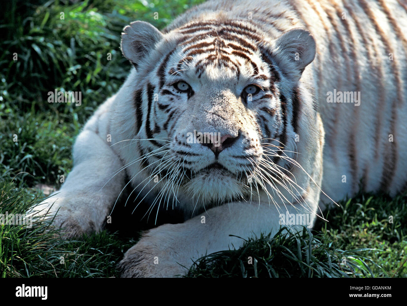 WHITE TIGER panthera tigris, PORTRAIT OF ADULT Stock Photo - Alamy