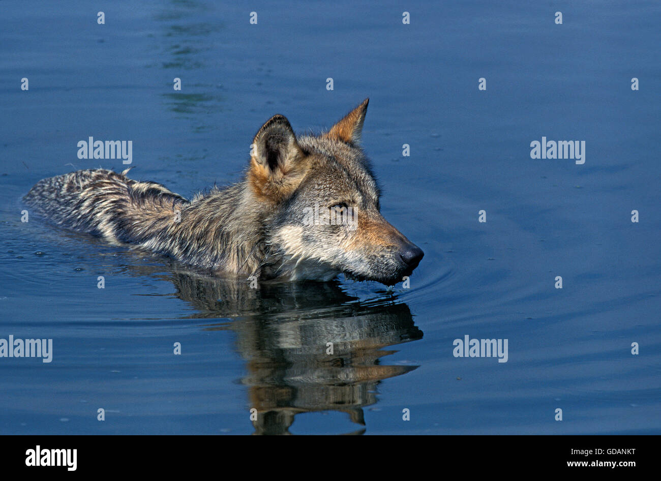 Lupus hi-res stock photography and images - Alamy
