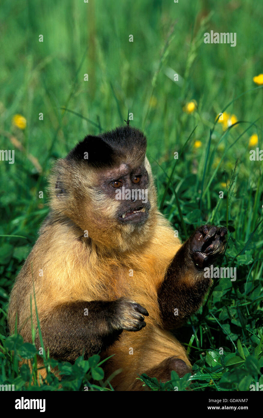 BLACK CAPPED CAPUCHIN cebus apella, ADULT SITTING ON GRASS Stock Photo ...