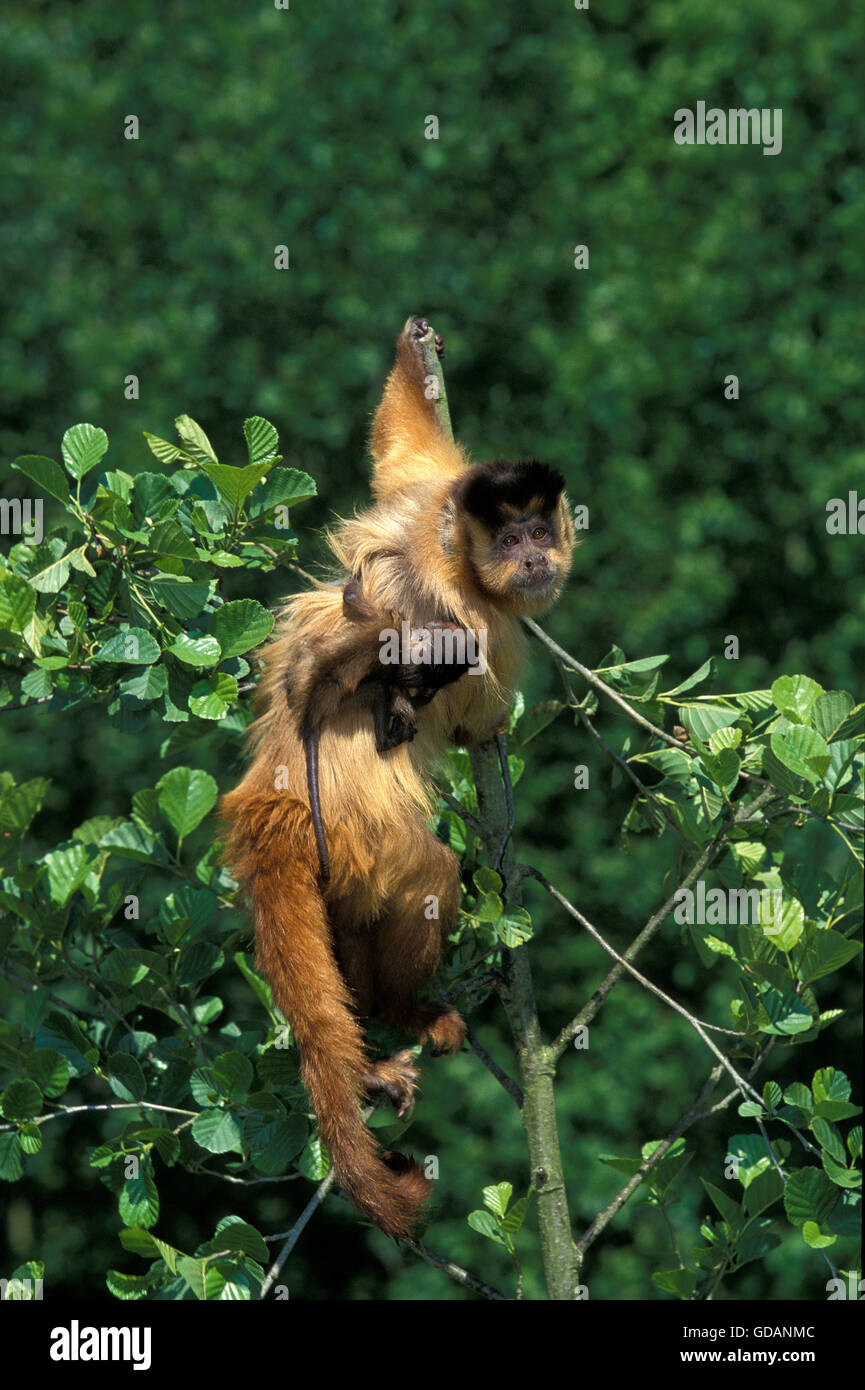 Black-Capped Capuchin, cebus apella, Female carrying Young on its Back ...