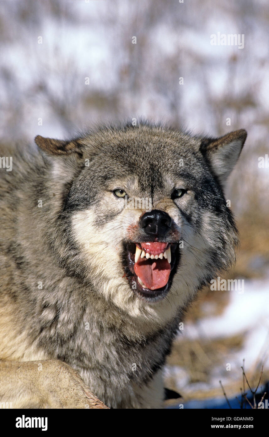 Wolf Growling Front View