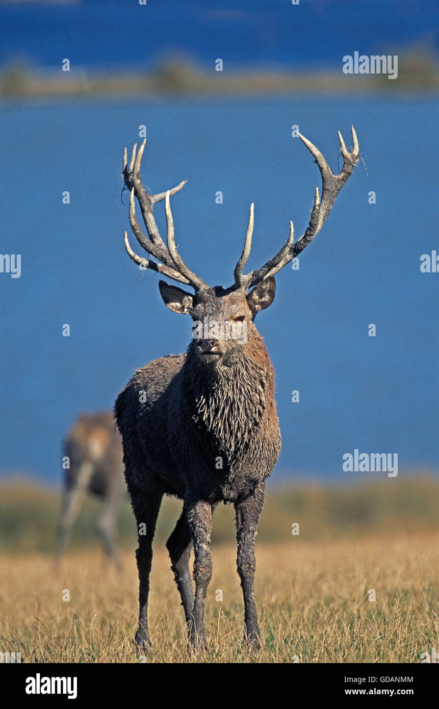 Red Deer, cervus elaphus, Male with Long Antlers Stock Photo - Alamy