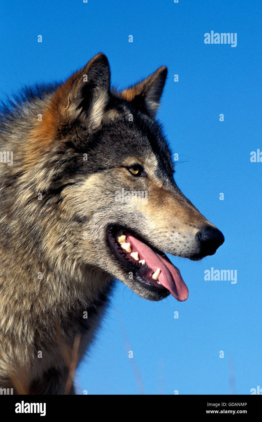 North American Grey Wolf, canis lupus occidentalis, Portrait of Adult ...