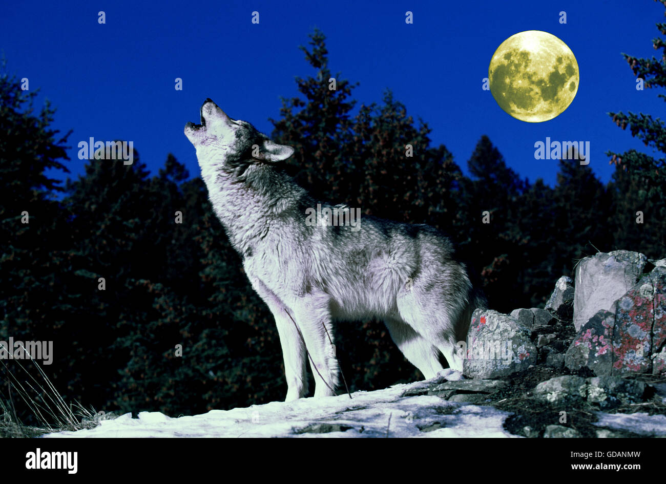 European Wolf, canis lupus, Adult Howling at the Moon Stock Photo - Alamy