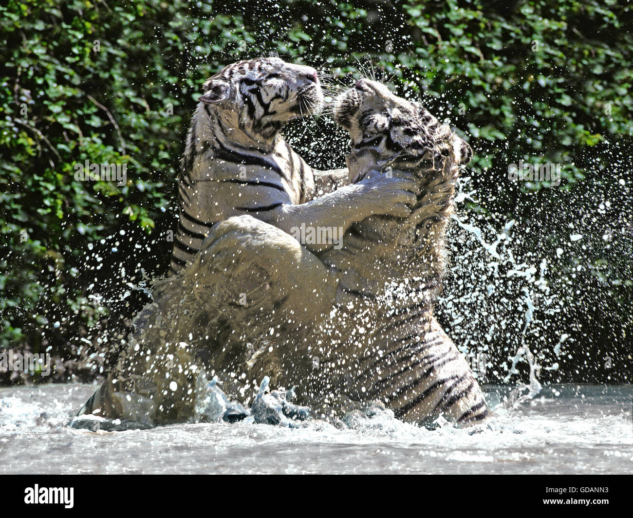 Tiger fight hi-res stock photography and images - Alamy