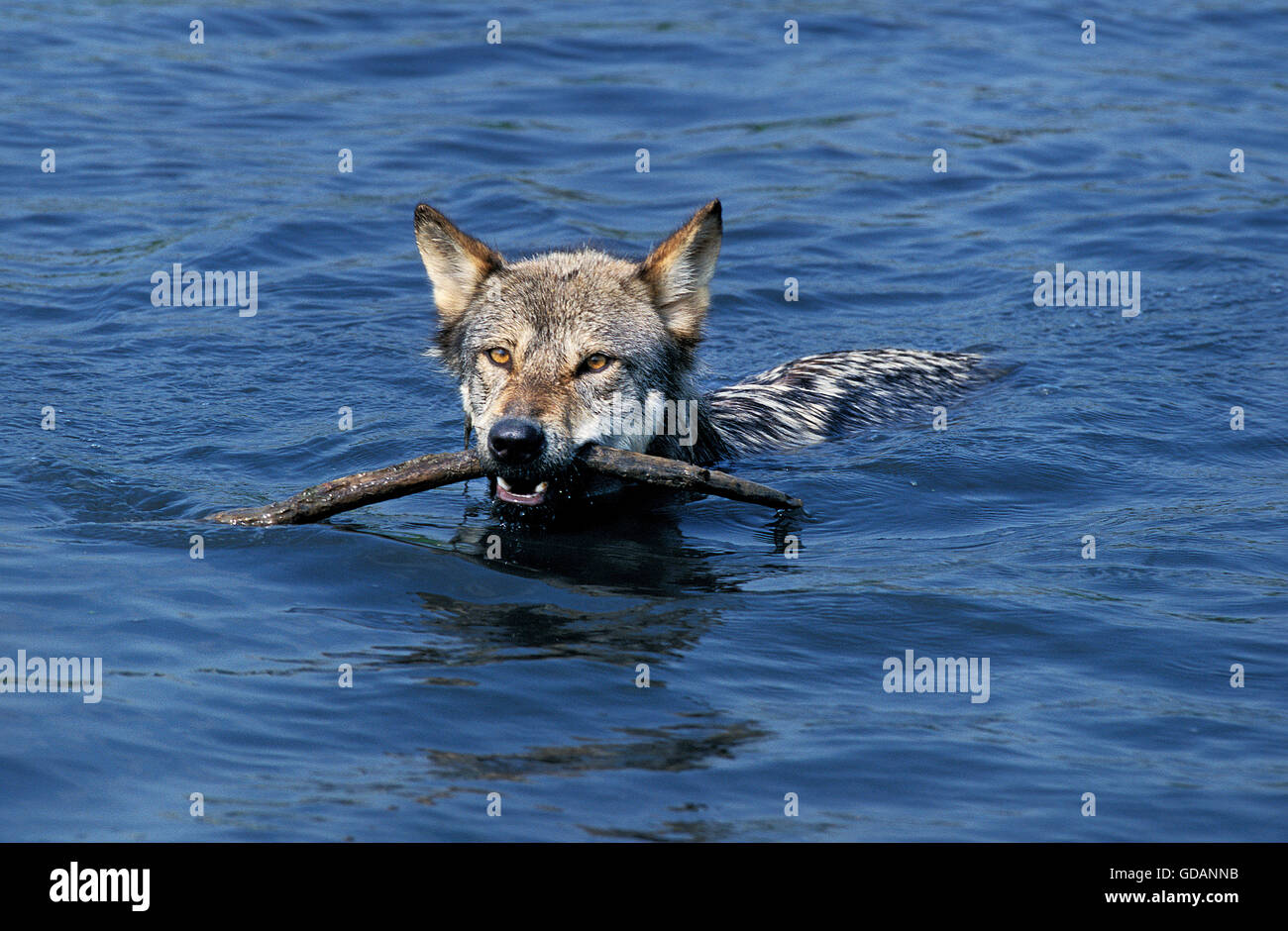 European Wolf, canis lupus, Adult swimming in Water, with Piece of Wood ...