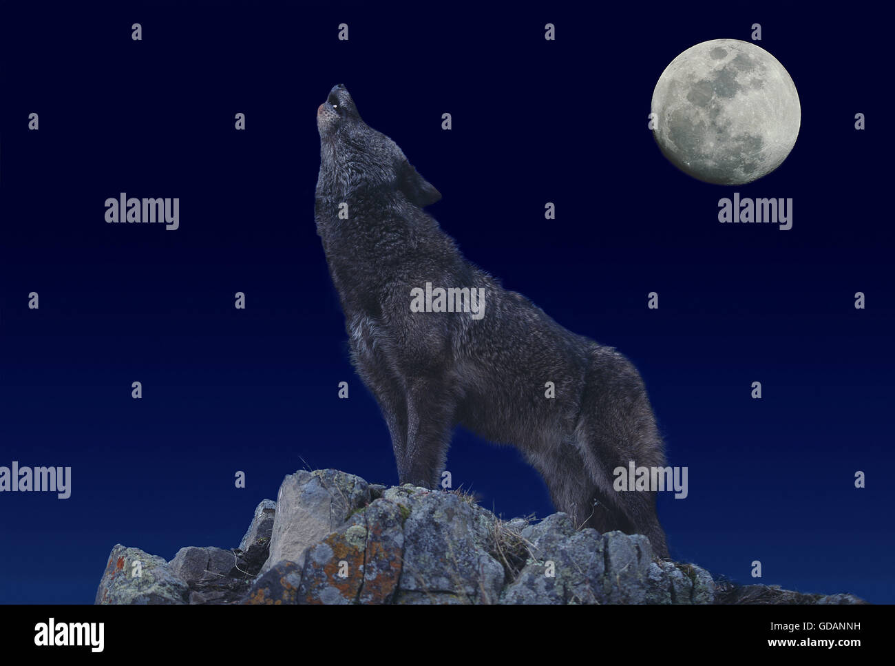 Howling at the moon hi-res stock photography and images - Alamy