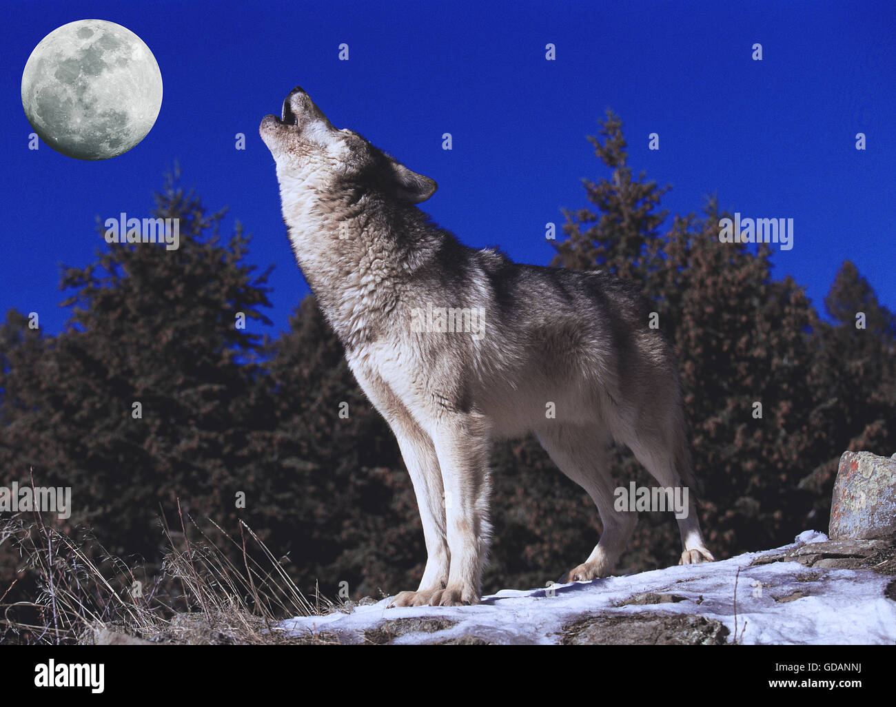 Werewolves Howling At The Moon