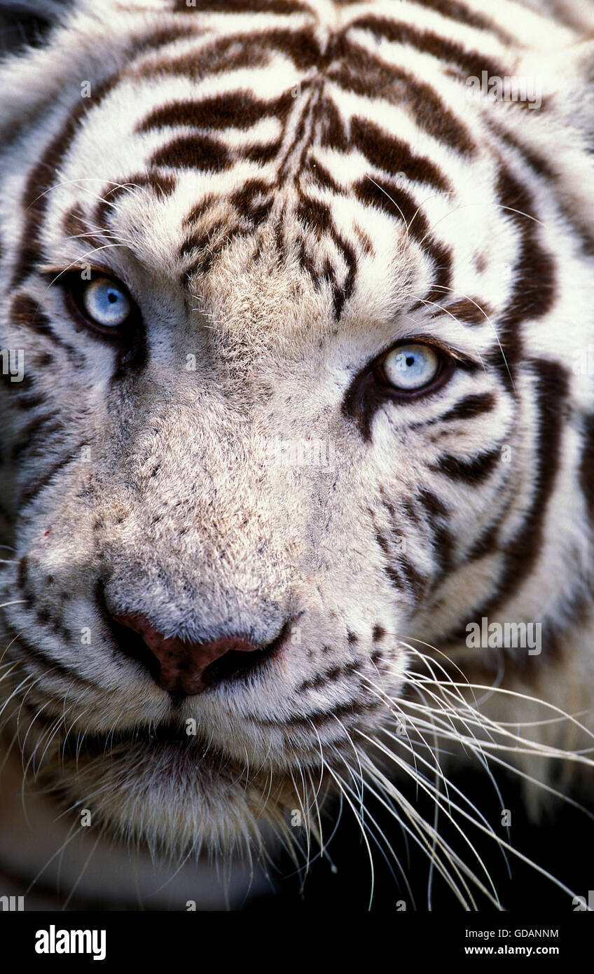 WHITE TIGER panthera tigris, HEAD CLOSE-UP OF ADULT Stock Photo - Alamy