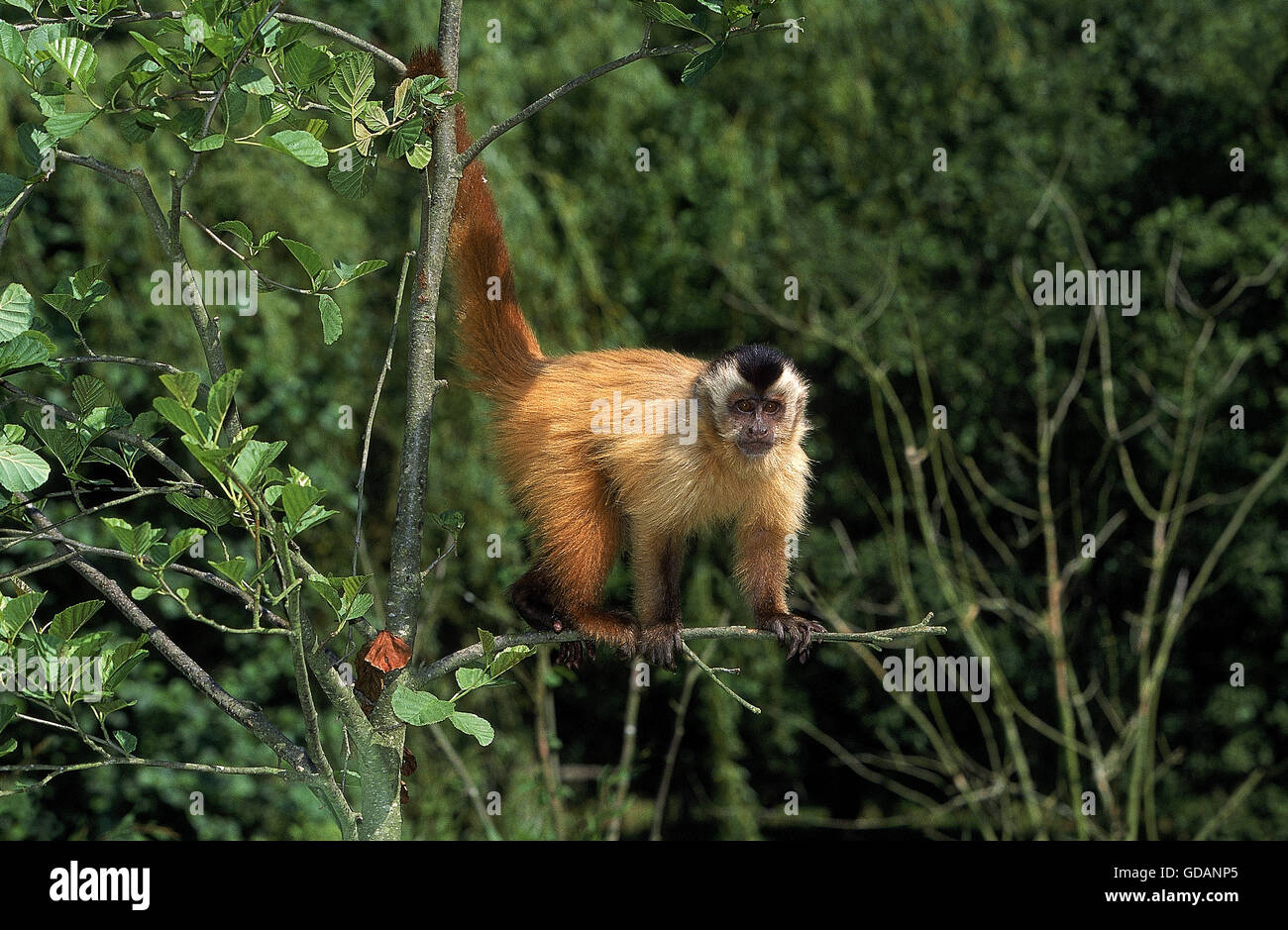 Black capped capuchin hi-res stock photography and images - Alamy