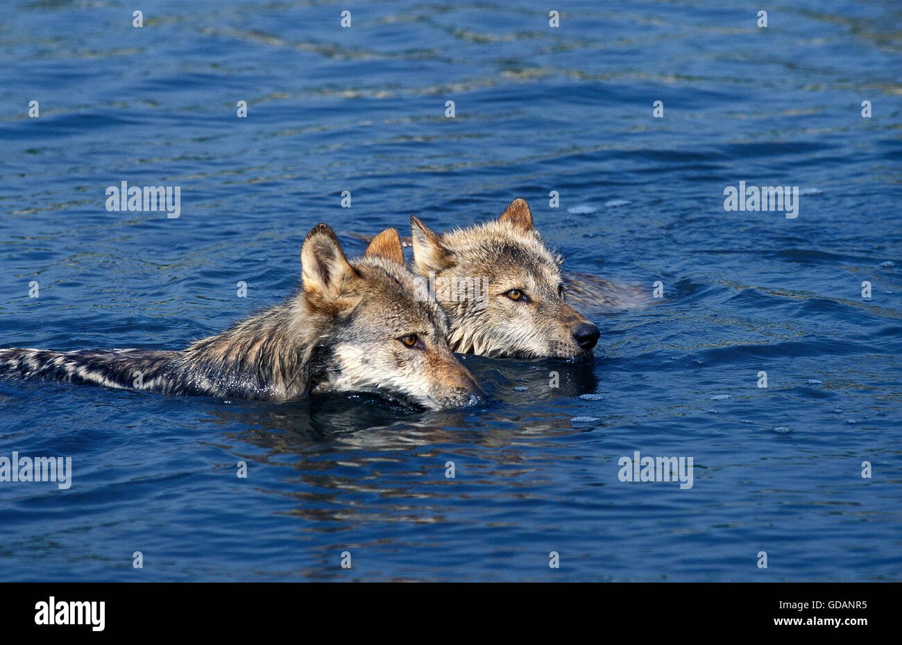 EUROPEAN WOLF canis lupus, PAIR CROSSING RIVER Stock Photo - Alamy
