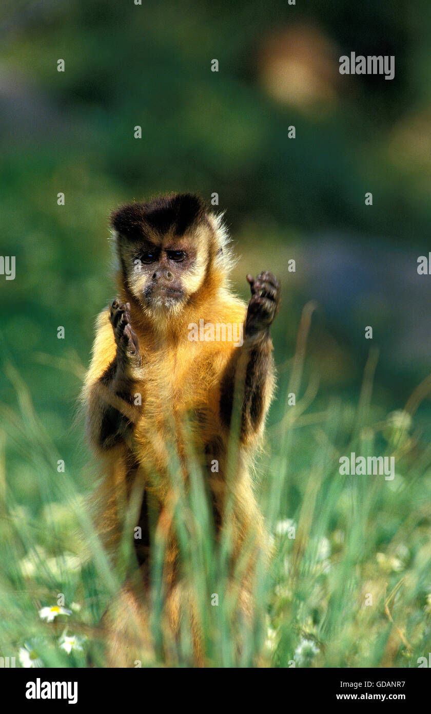 BLACK CAPPED CAPUCHIN cebus apella, ADULT IN LONG GRASS Stock Photo - Alamy
