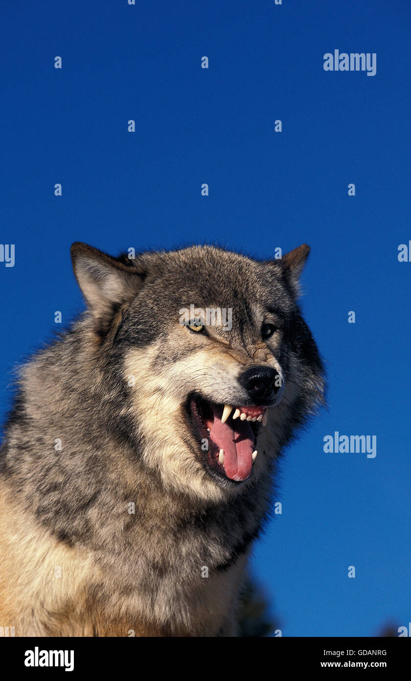 North American Grey Wolf, canis lupus occidentalis, Portrait, Defensive ...