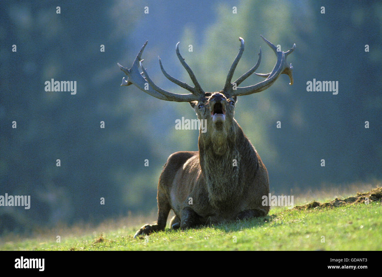 Red deer france hi-res stock photography and images - Alamy
