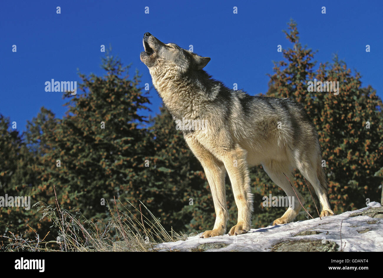 Wolves howling hi-res stock photography and images - Alamy