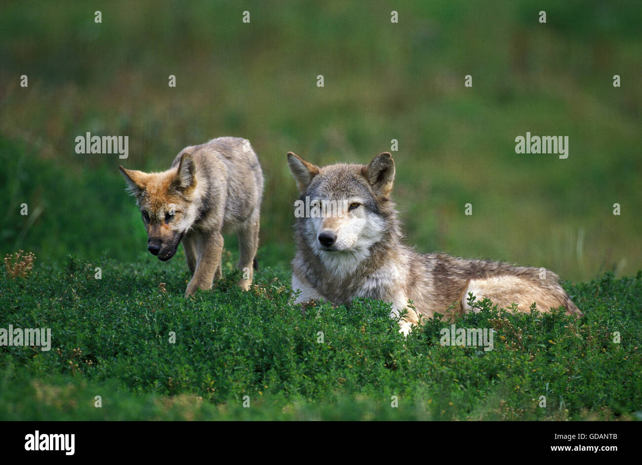 Female wolf laying down hi-res stock photography and images - Alamy