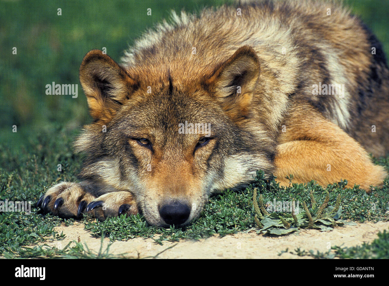 Wolf laying down hi-res stock photography and images - Alamy