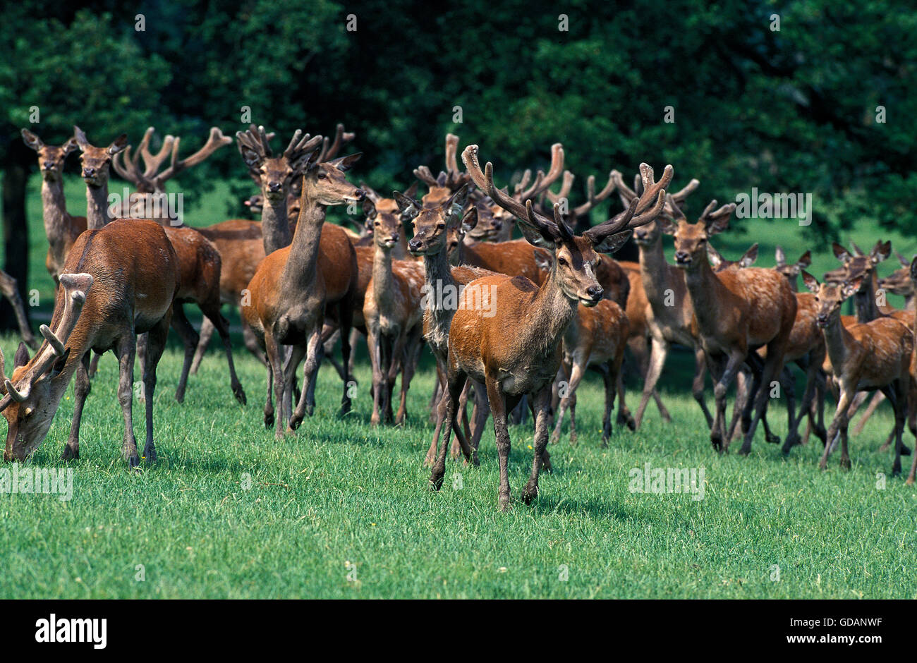 France females hi-res stock photography and images - Alamy