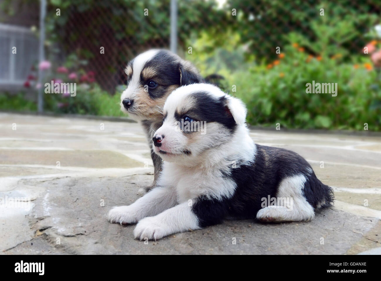 Two little puppies sitting outdoor in the garden Stock Photo - Alamy
