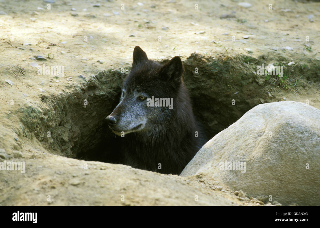 North American Grey Wolf, canis lupus occidentalis, Adult at Den ...