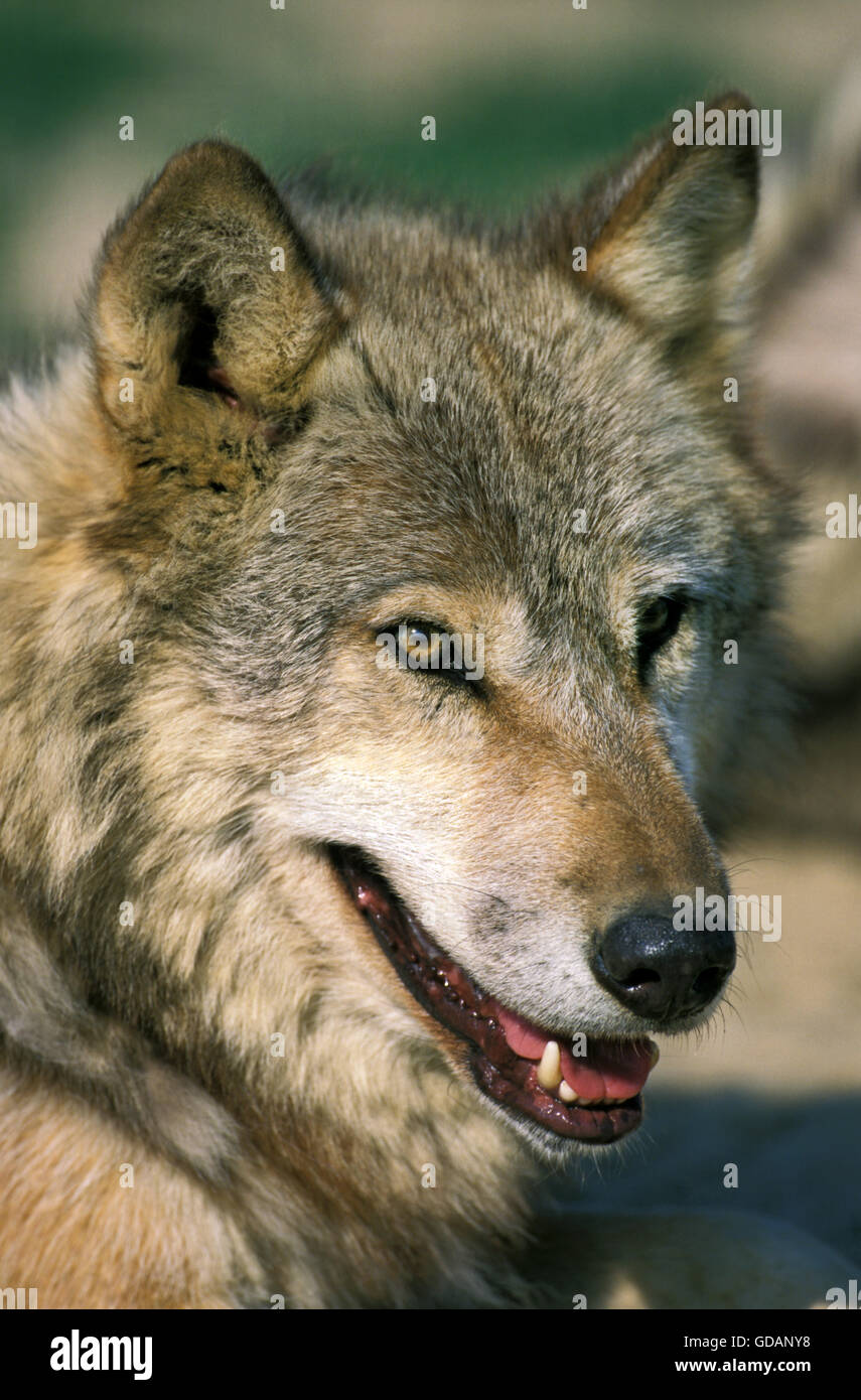 European Wolf, canis lupus, Portrait of Adult Stock Photo - Alamy