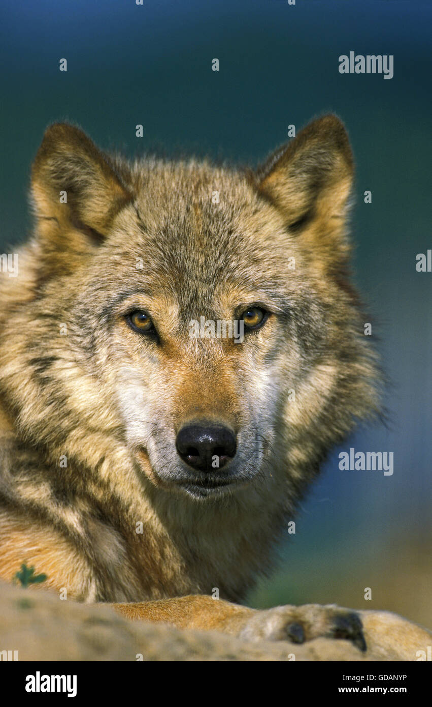 European Wolf, canis lupus, Portrait of Adult Stock Photo - Alamy