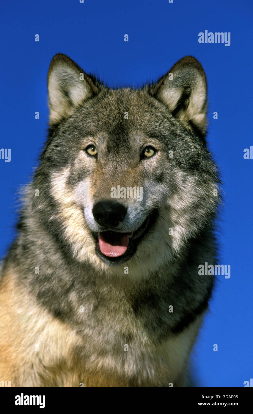North American Grey Wolf, canis lupus occidentalis, Portrait of Adult ...