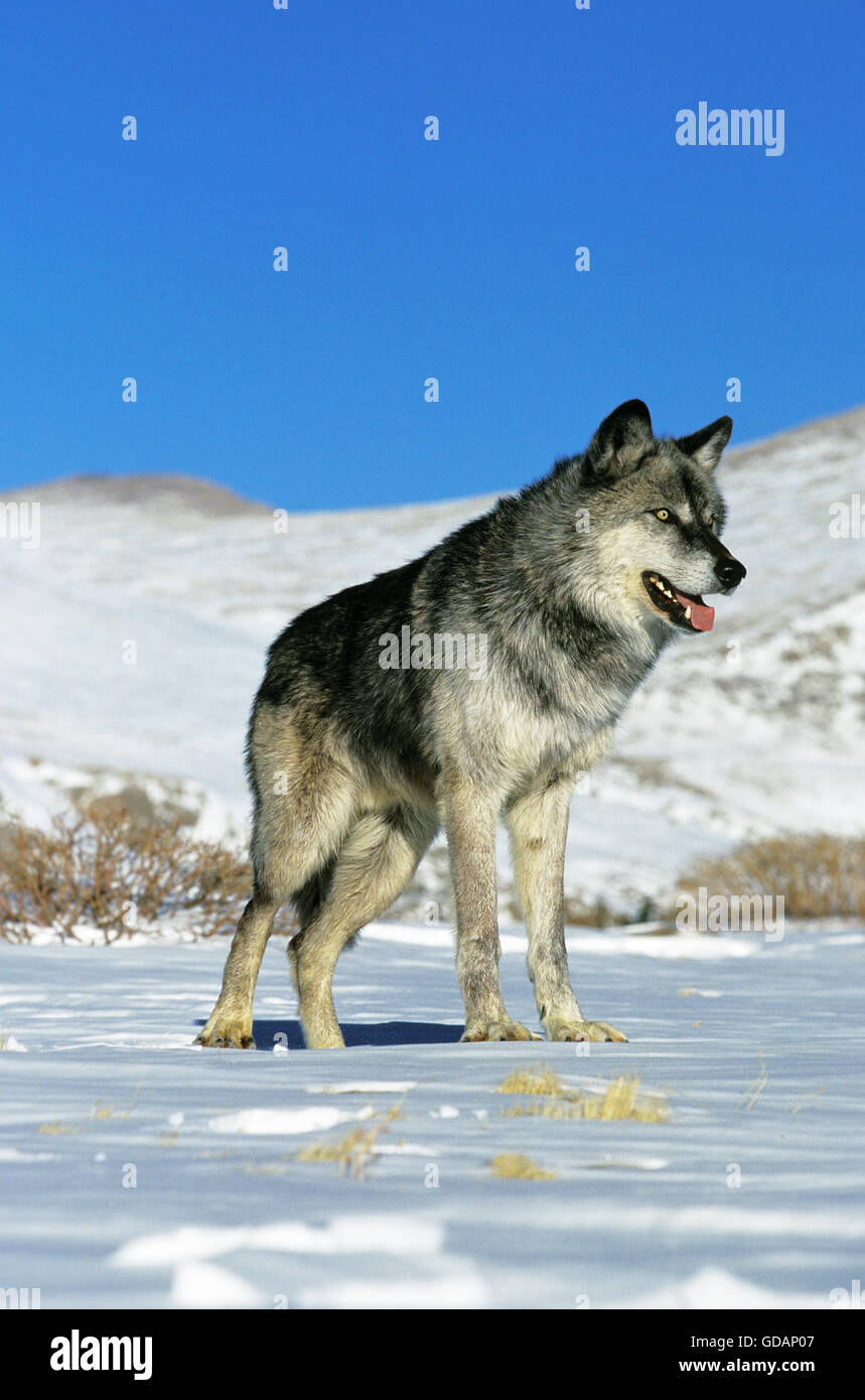 Mackenzie canis wolf lupus canada occidentalis snow hi-res stock ...