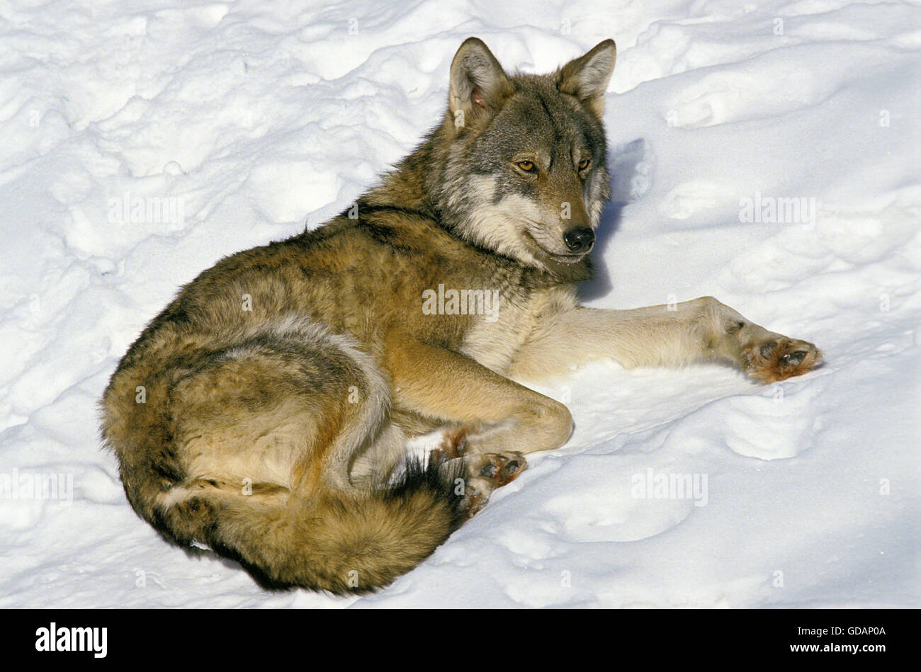 Wolf laying down hi-res stock photography and images - Alamy