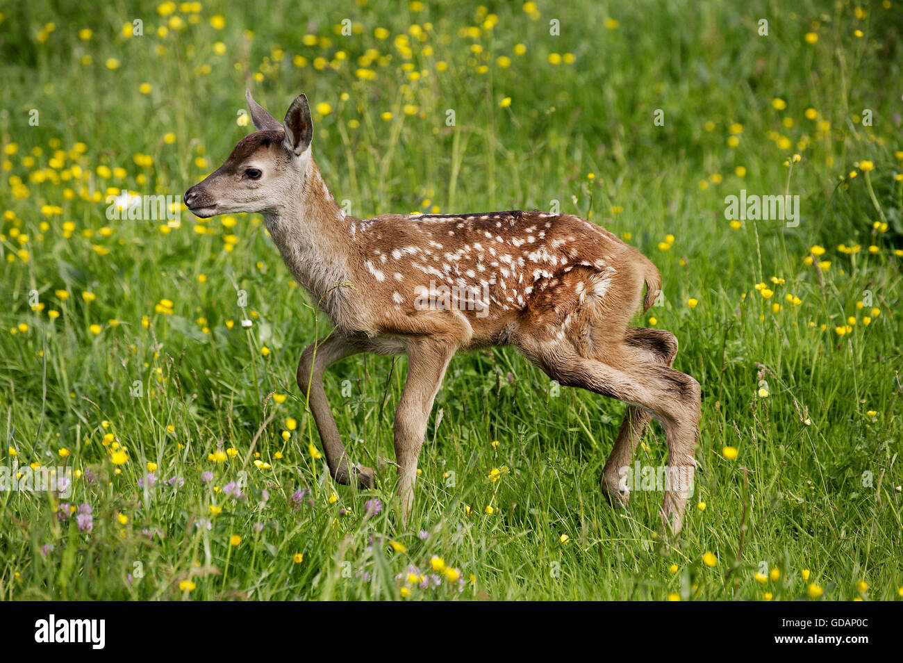 Red Deer, cervus elaphus, Fawn with Flowers Stock Photo - Alamy