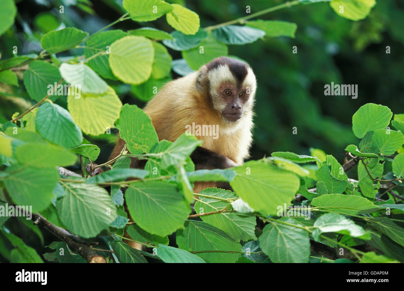 Black capped capuchin cebus apella in tree hi-res stock photography and ...