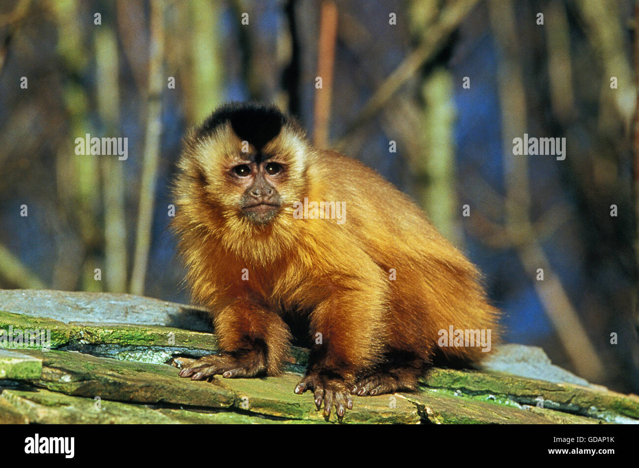 Black Capped Capuchin, cebus apella, Adult on Branch Stock Photo - Alamy