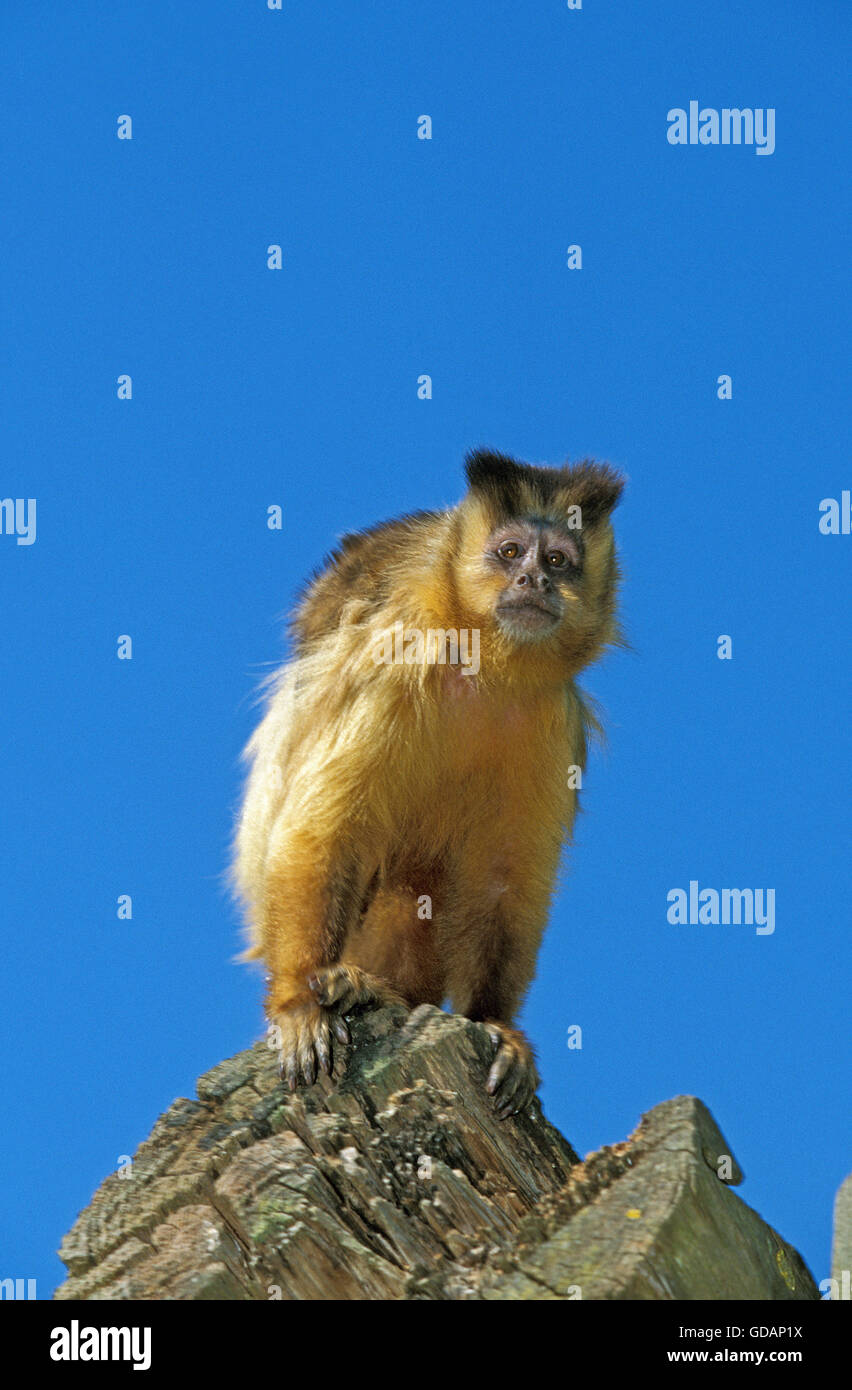 BLACK CAPPED CAPUCHIN cebus apella, ADULT LOOKING AROUND Stock Photo ...