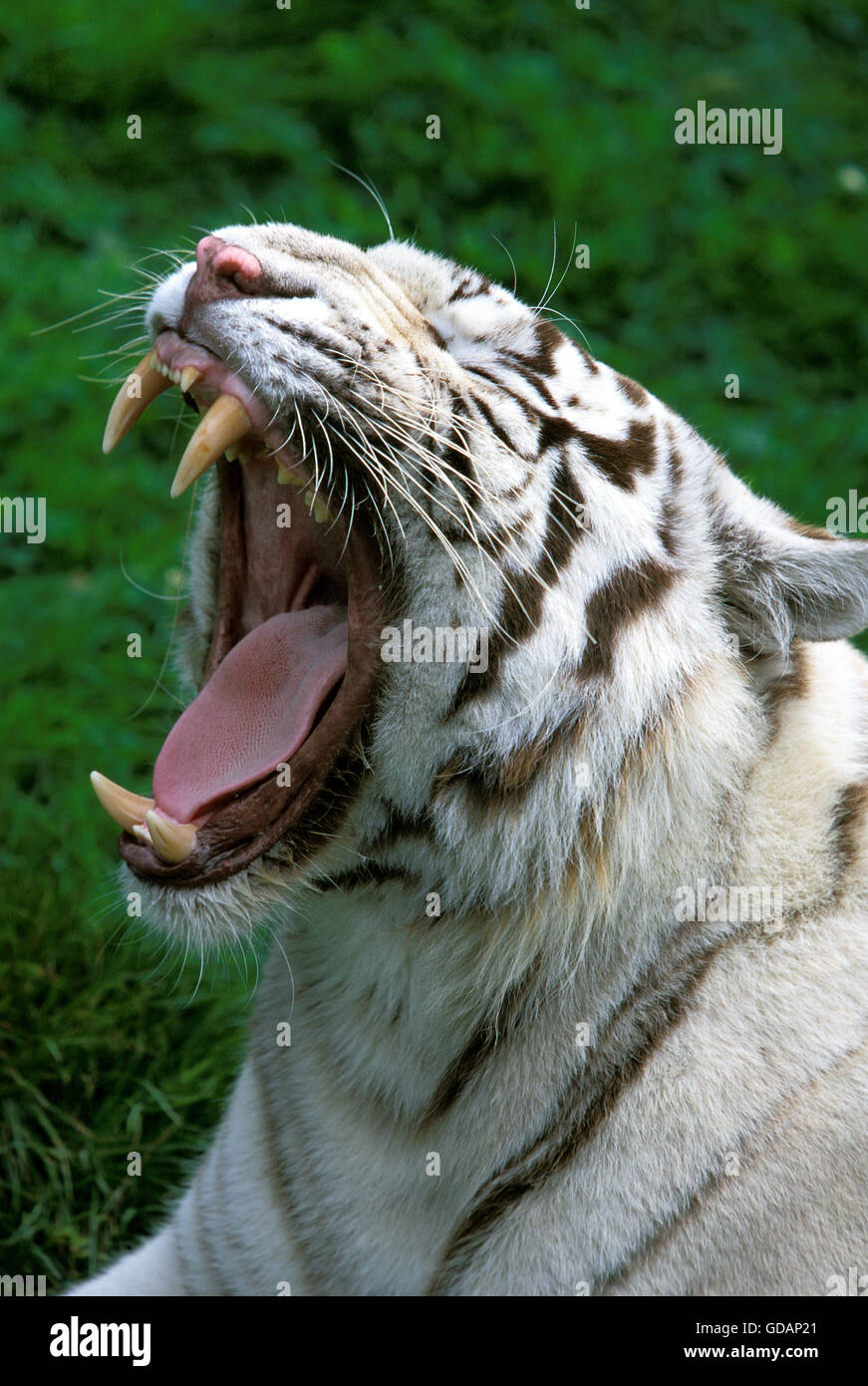 White Tiger Teeth