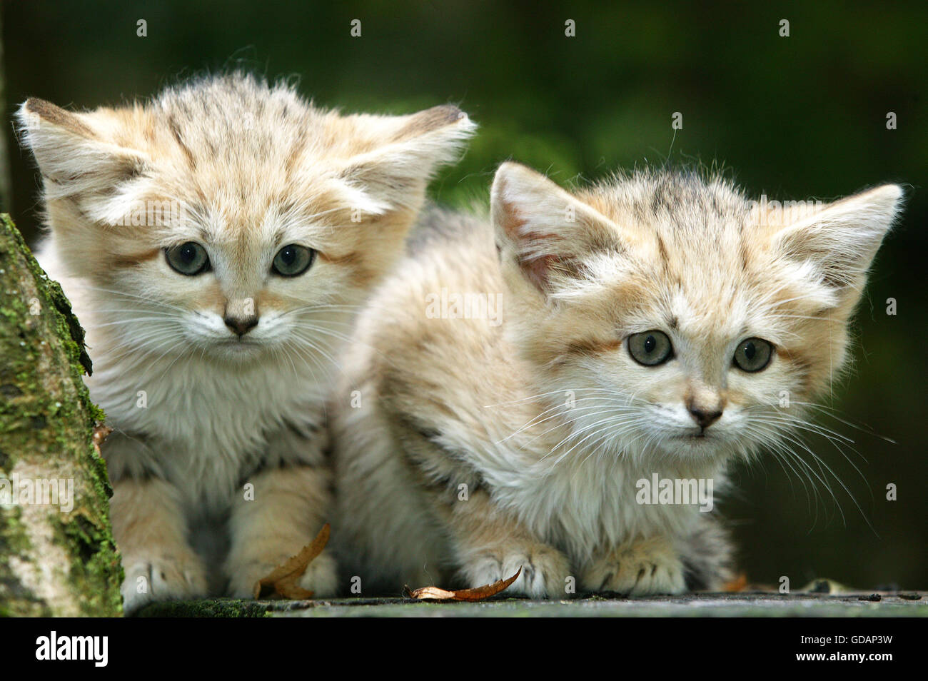 Sand Cat, felis margarita, Cub on Branch Stock Photo - Alamy